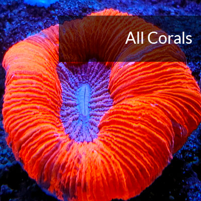 All Corals – SpeedReeferCorals